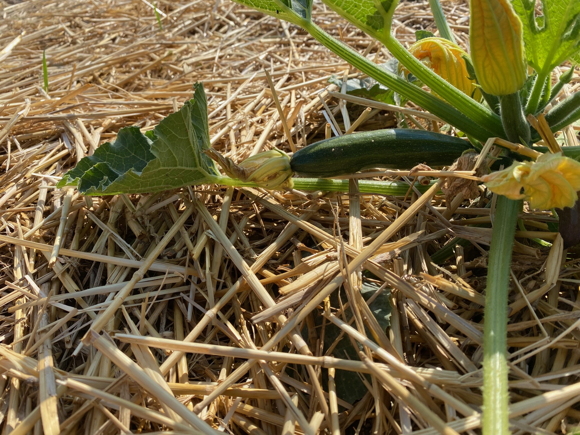 Den Zucchini kann man beim Wachsen zuschauen. – SoLaWi