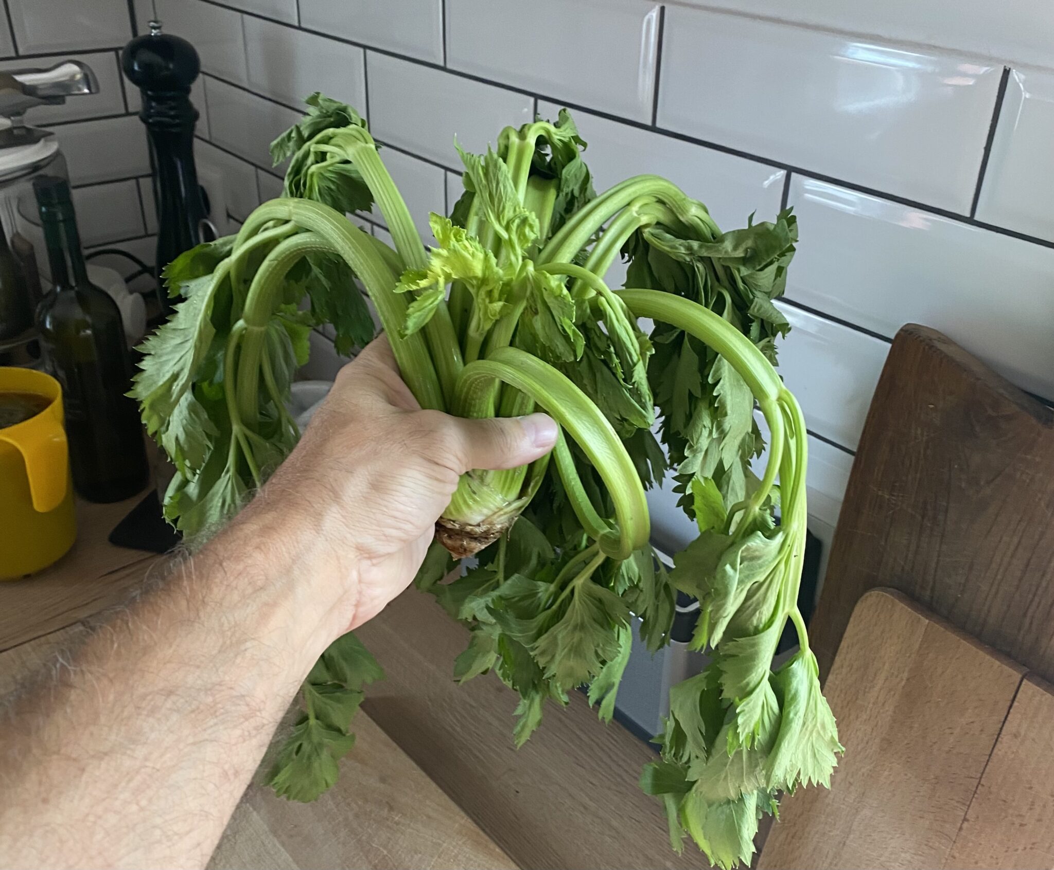 Schlapper Sellerie. – SoLaWi